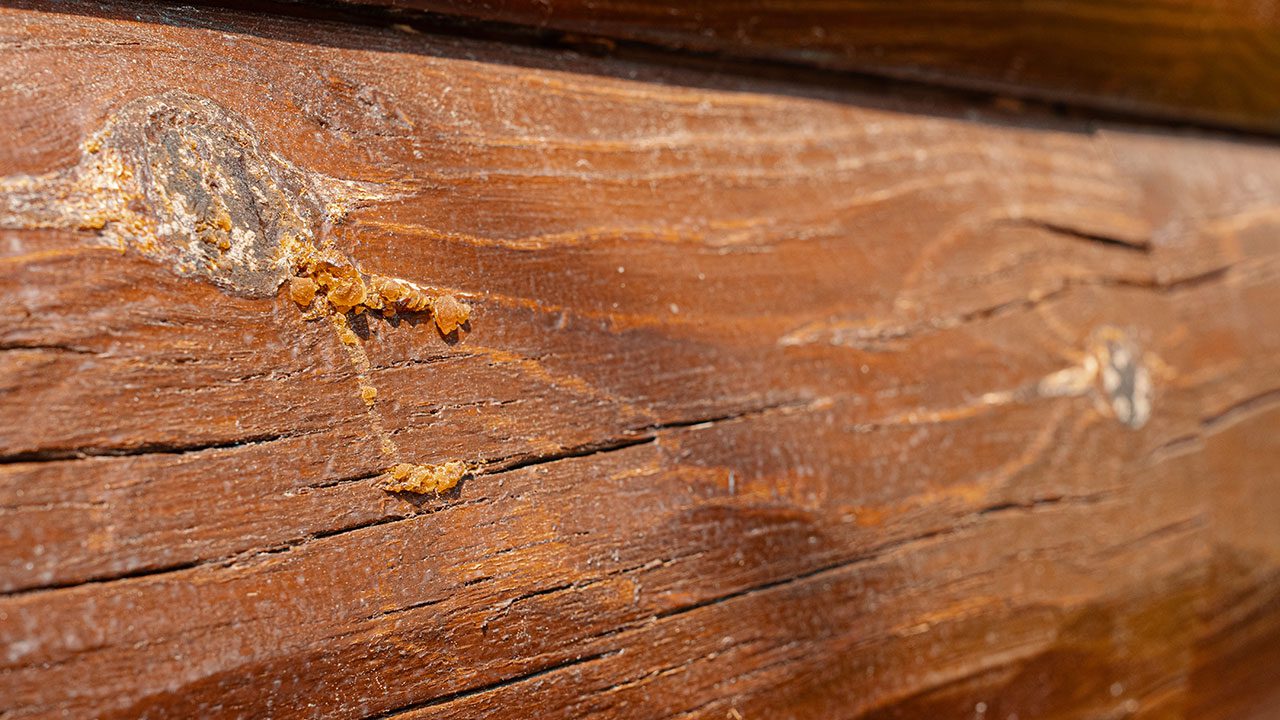 Why do we use white pine? | WoodHaven